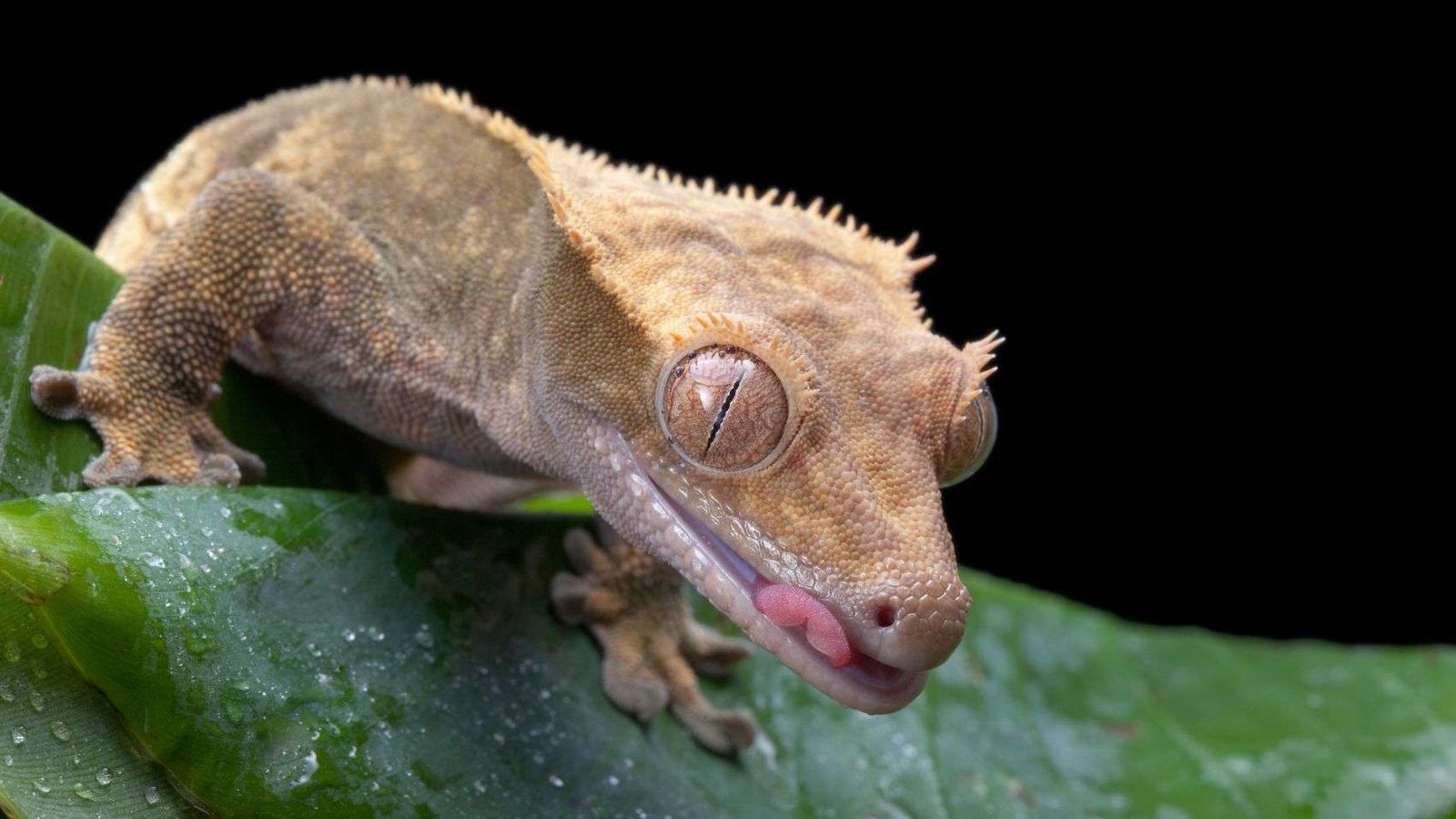 Geco correlophus ciliatus - Esotika Pet Show