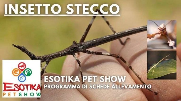 Insetto stecco - Esotika Pet Show