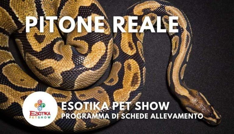 Pitone reale - Esotika Pet Show